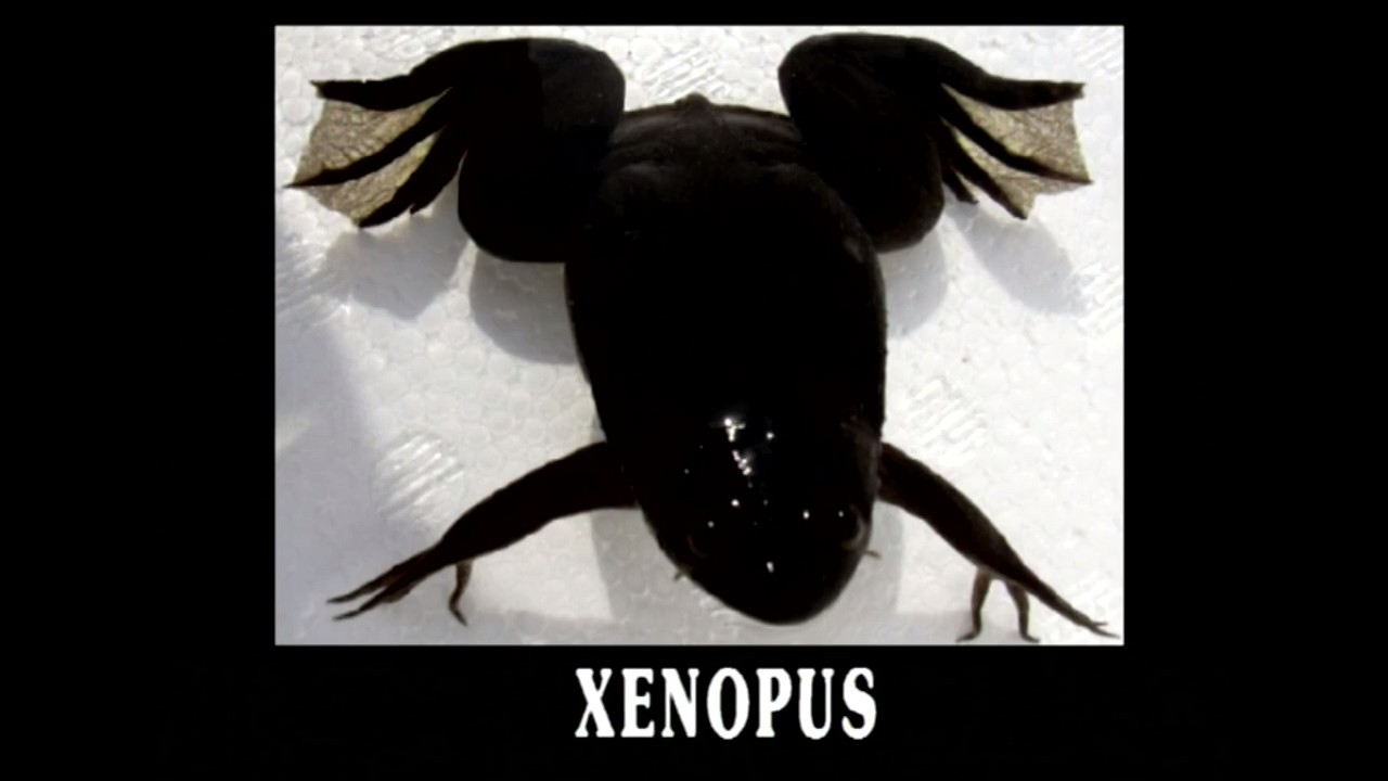 dctp.tv - Mein Lieblingsfrosch Xenopus